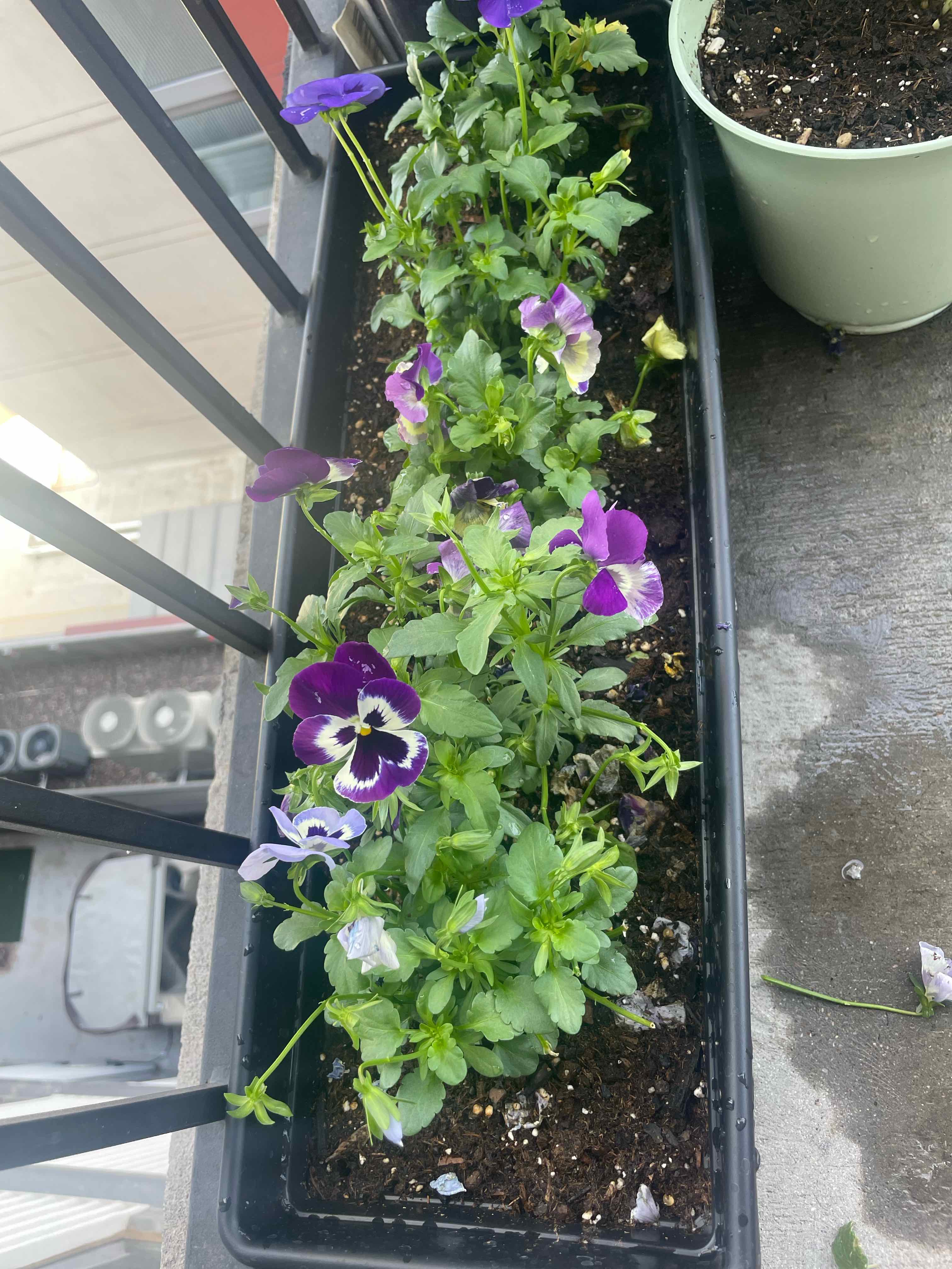 What Do Pansy Flowers Mean?