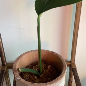 The Complete Philodendron Dragon Tail Plant Care Guide: Water, Light ...