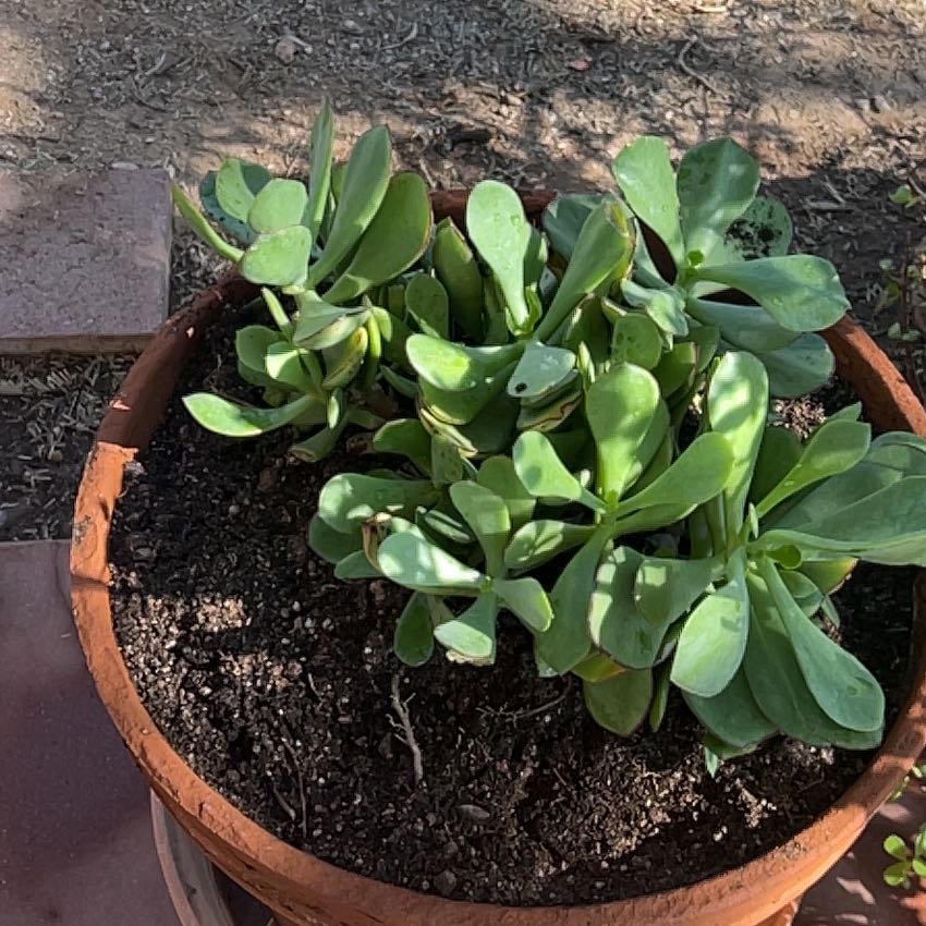 Marley | A plant by @AlwaysJuneplum on Greg