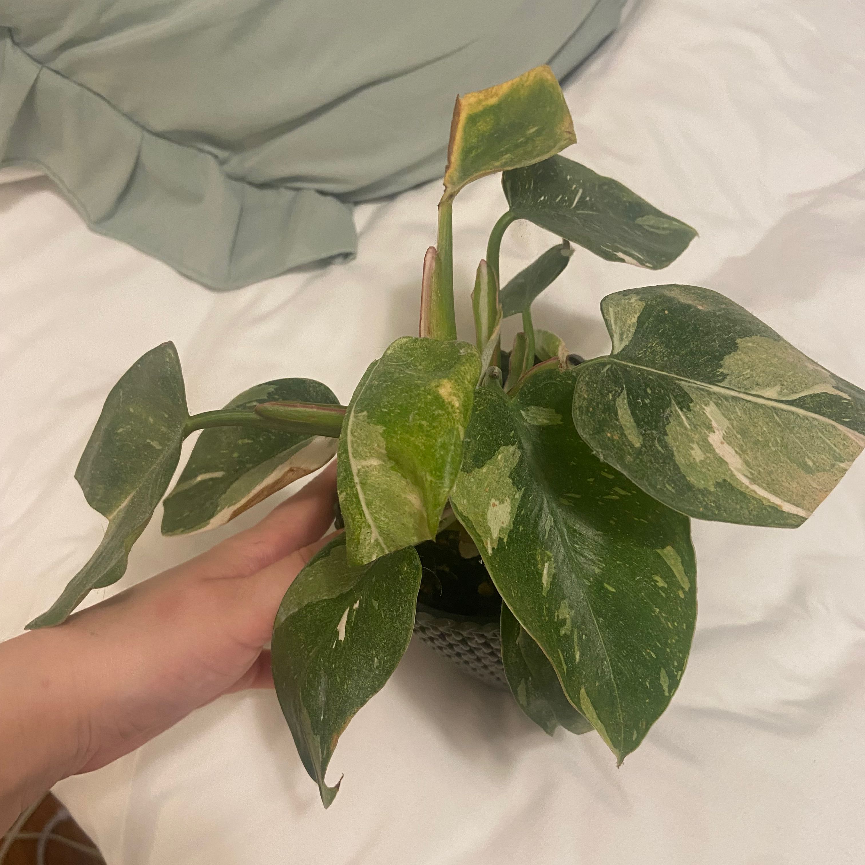 Brown Spots On Philodendron 'White Princess' Leaves