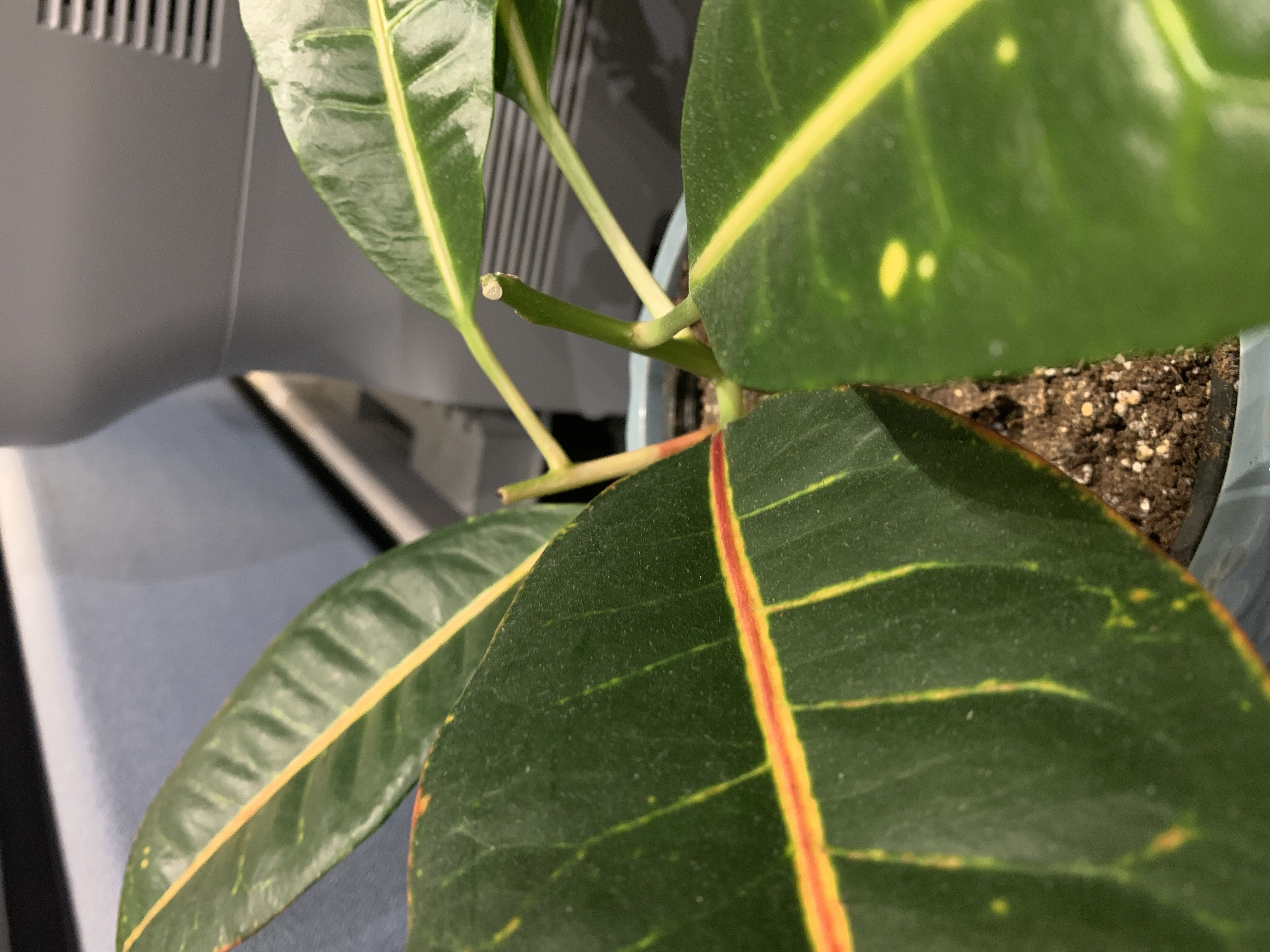 Thai Ballet Croton Plant Care: Water, Light, Nutrients | Greg App 🌱