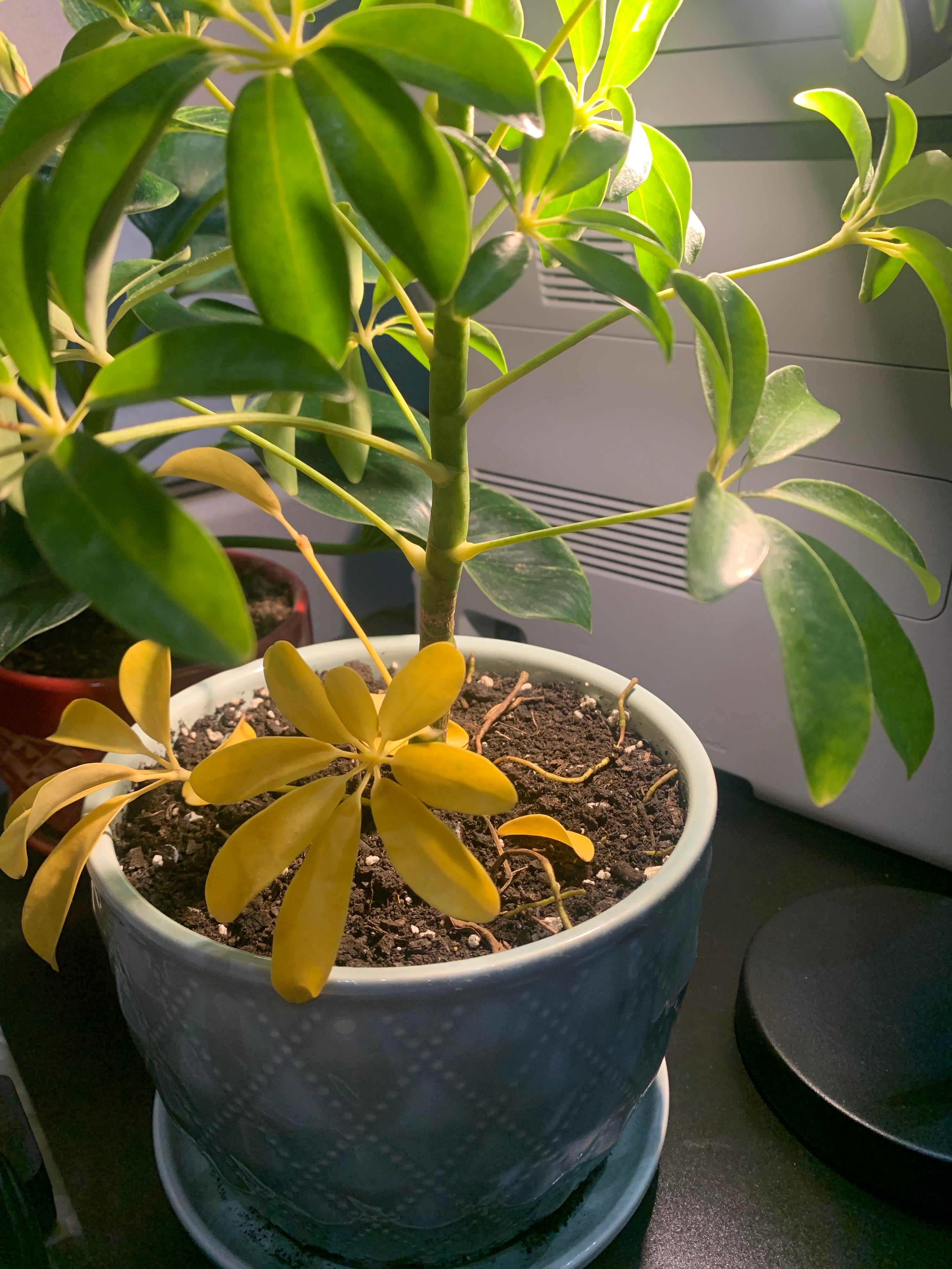 Keep Your Alpine Schefflera Alive: Light, Water & Care Instructions