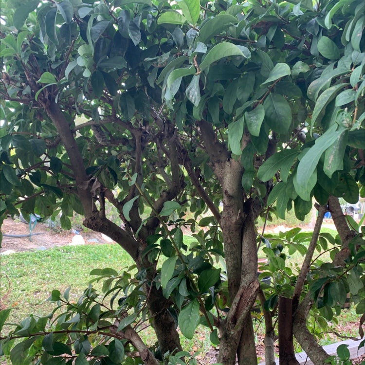 Flamegold Rain Tree Plant Care: Water, Light, Nutrients | Greg App 🌱