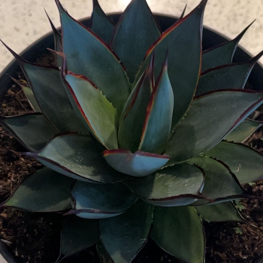 Common Parry's Agave Problems