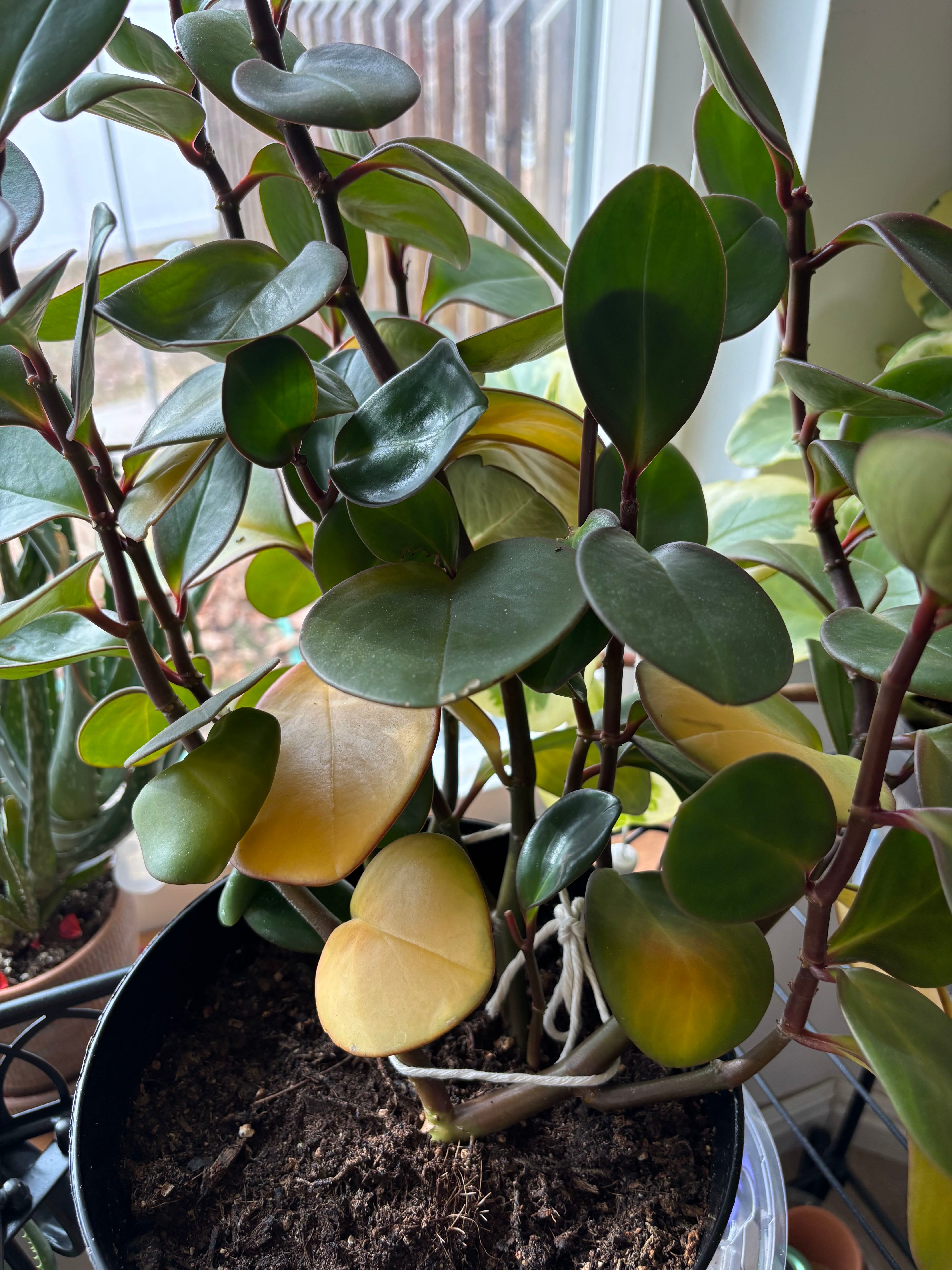 The Complete Peperomia magnoliifolia Plant Care Guide: Water, Light ...