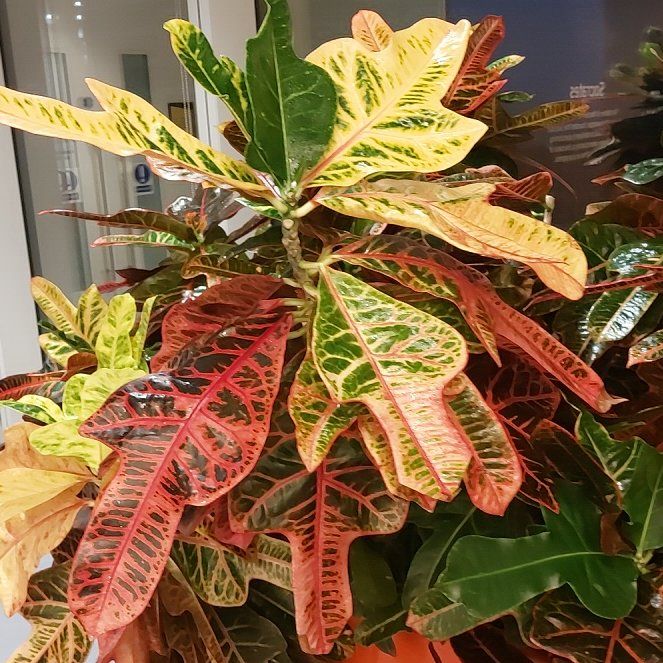Huckleberry Fern | A plant by @HotshotFittonia on Greg