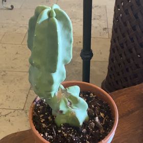 Zeus | A plant by @ChampPolypremum on Greg