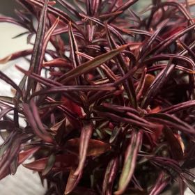 Red Threads Alternanthera Plant Care: Water, Light, Nutrients | Greg App 🌱