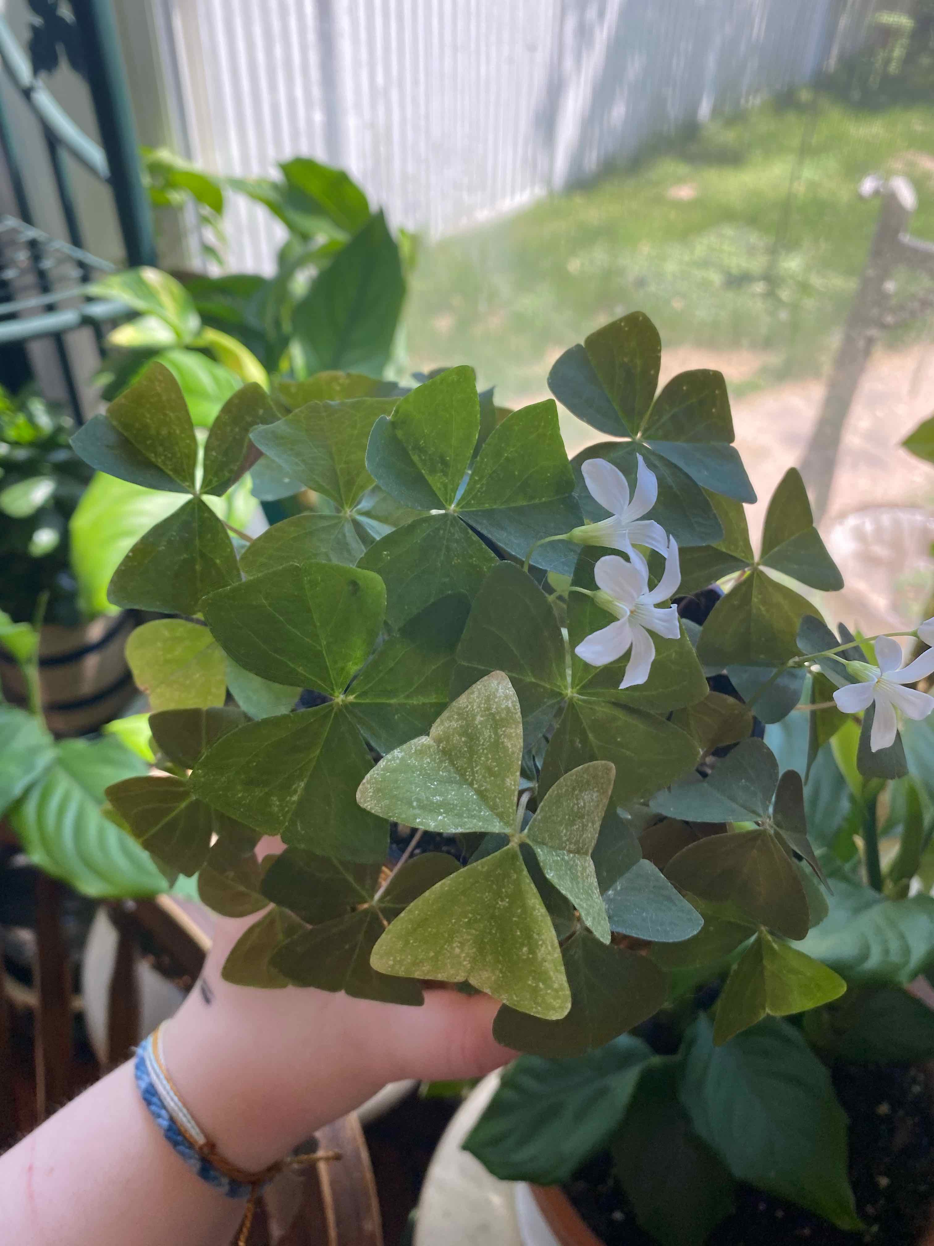 🍋 Why Does My Lemon Clover Have Yellow Leaves?