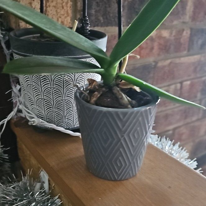 Gregarious | A plant by @ShinyEnglishyew on Greg