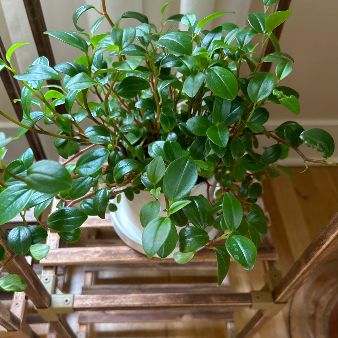 Peperomia perciliata Plant Care: Water, Light, Nutrients | Greg App 🌱