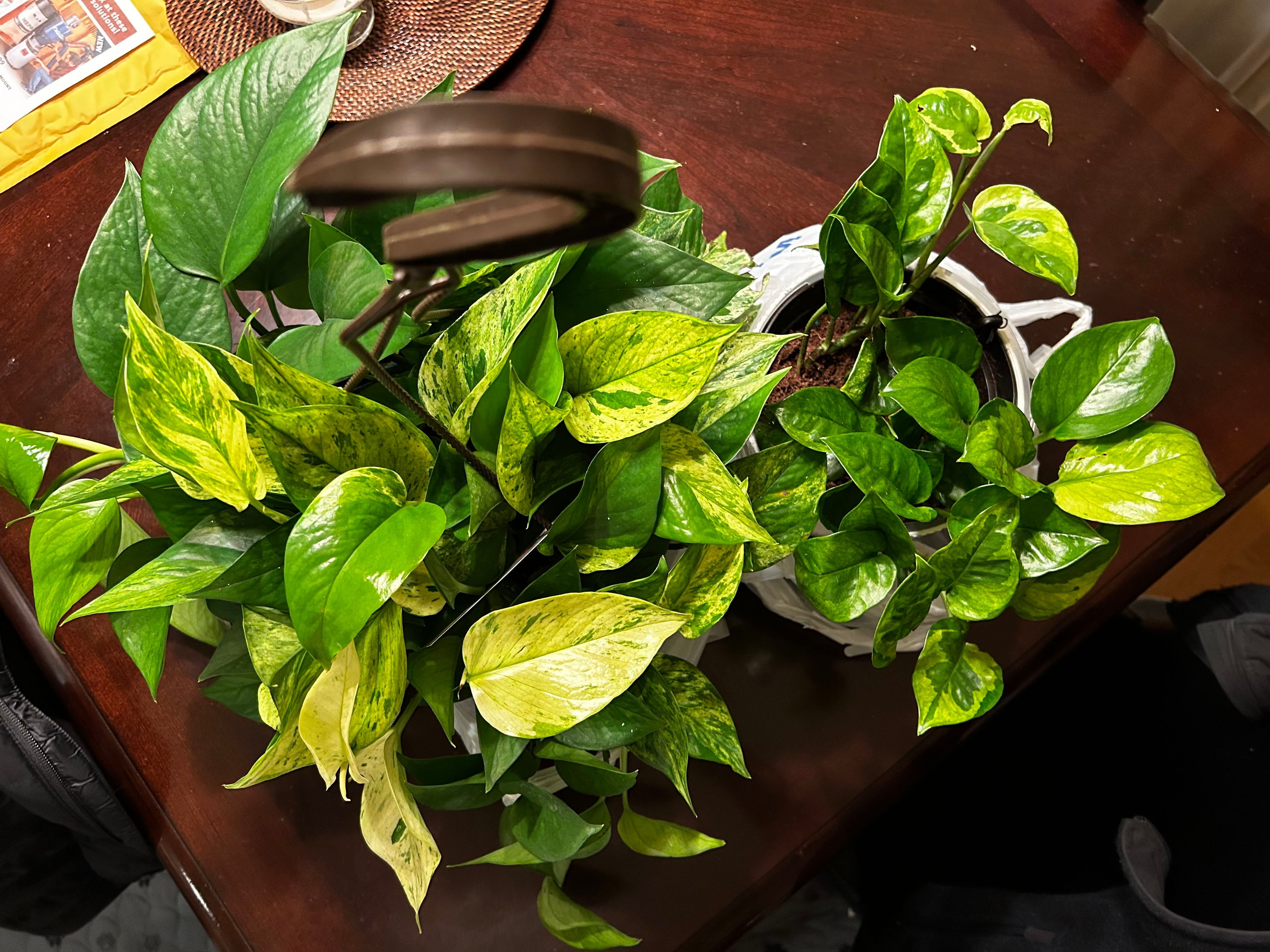 How to Care for Jessenia Pothos: Mastering Water, Sunlight & More