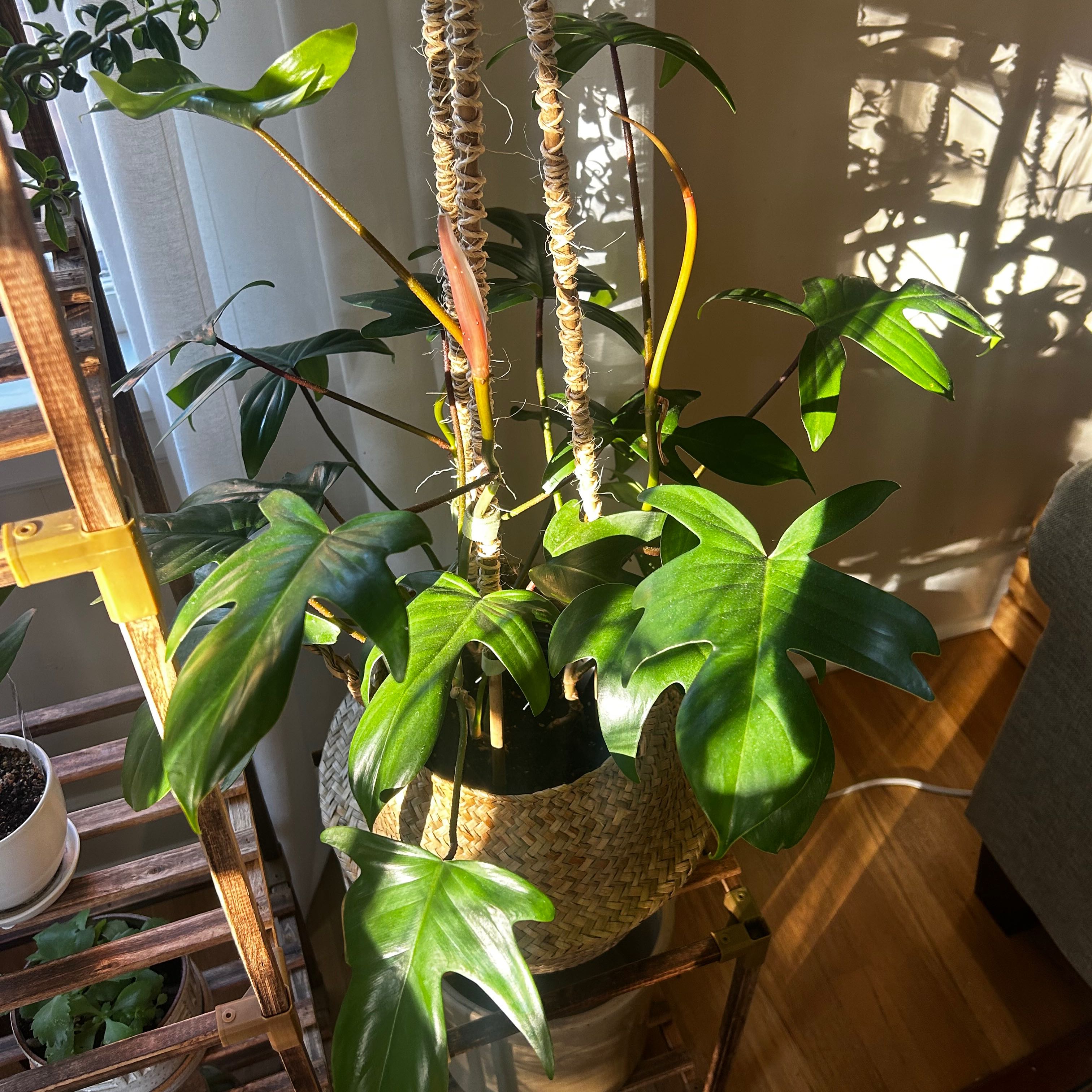 Rudolph Philodendron: How Much Water & Light Does it Need to Thrive?
