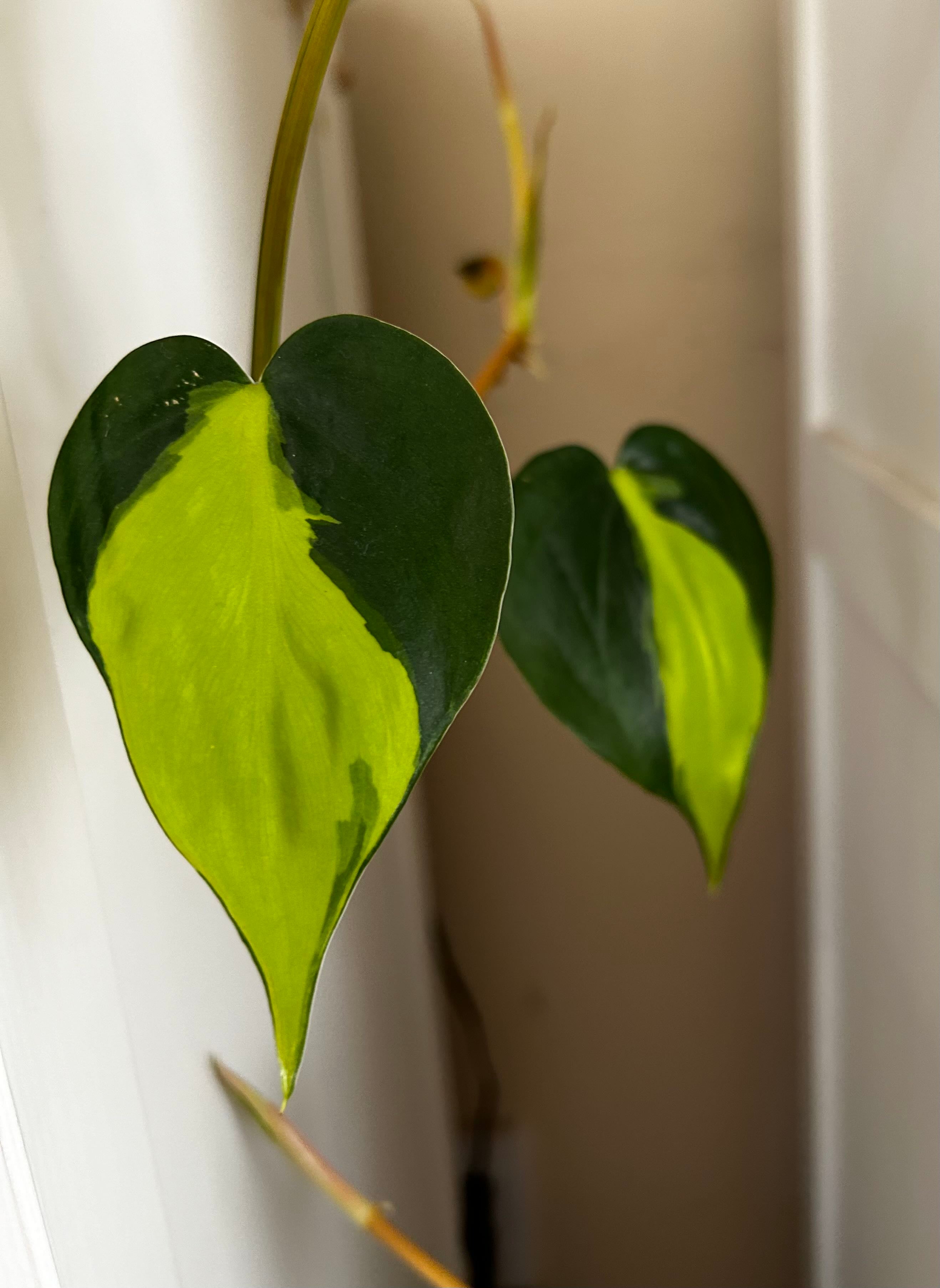 🍂 Why Does My Philodendron 'Rudolph' Have Yellow Leaves?