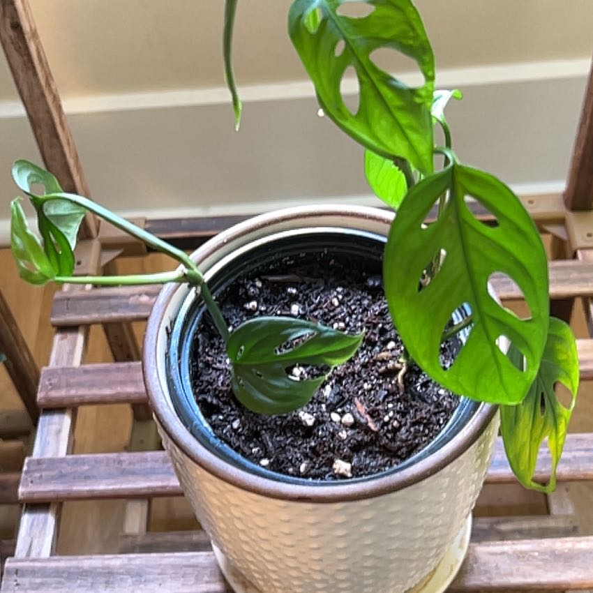 How to Care for monstera: Mastering Water, Sunlight & More