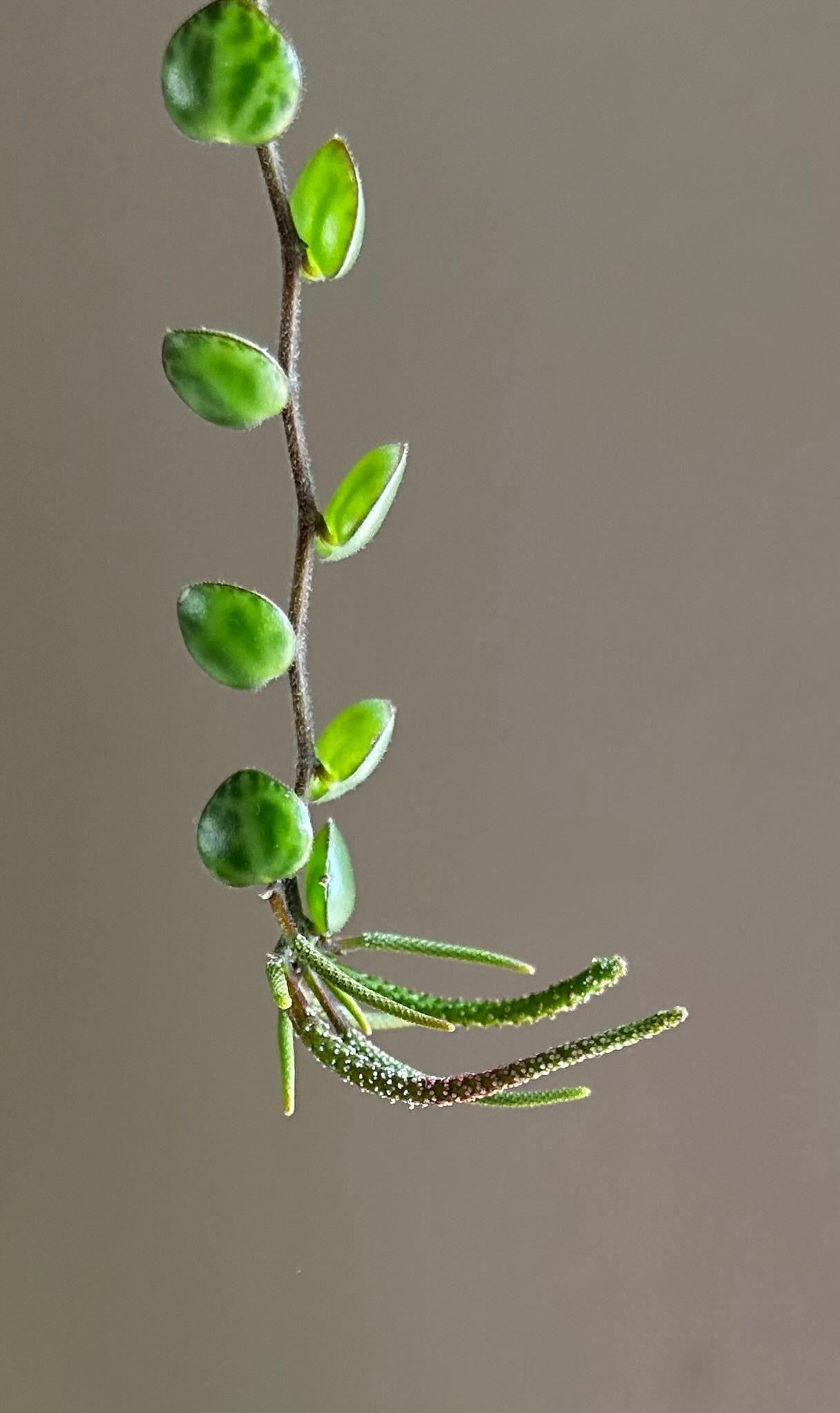 Keep Your String of Turtles Alive: Light, Water & Care Instructions