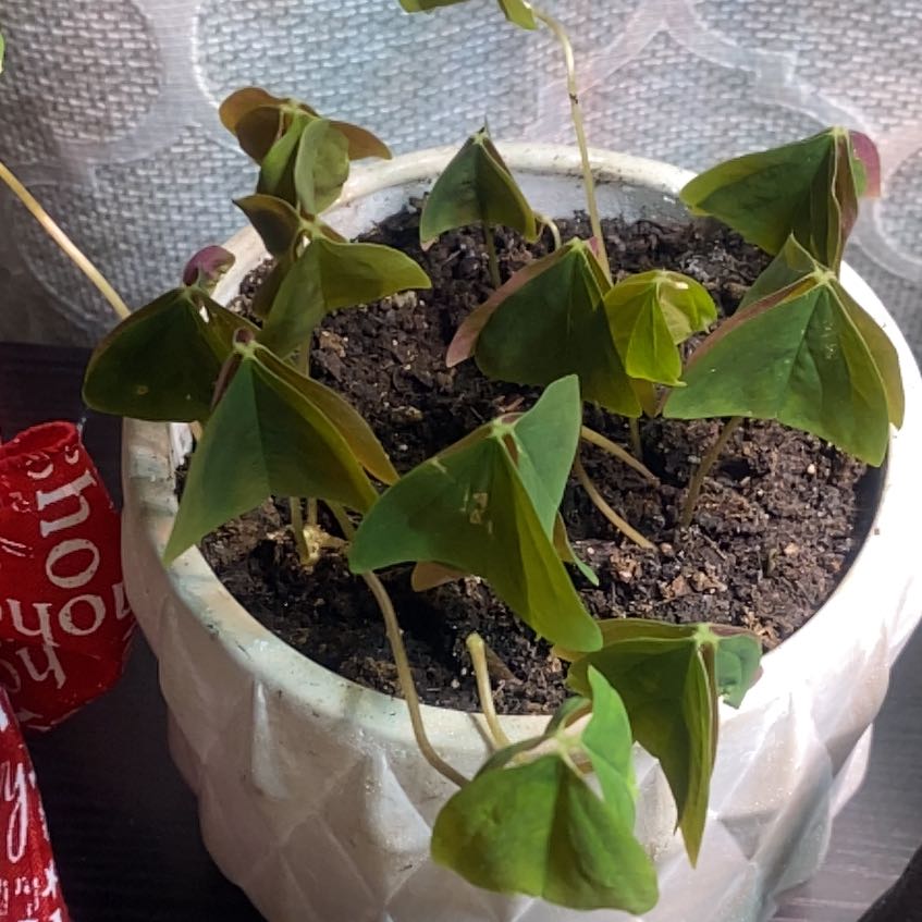 How Do I Fix pink-sorrel root rot?