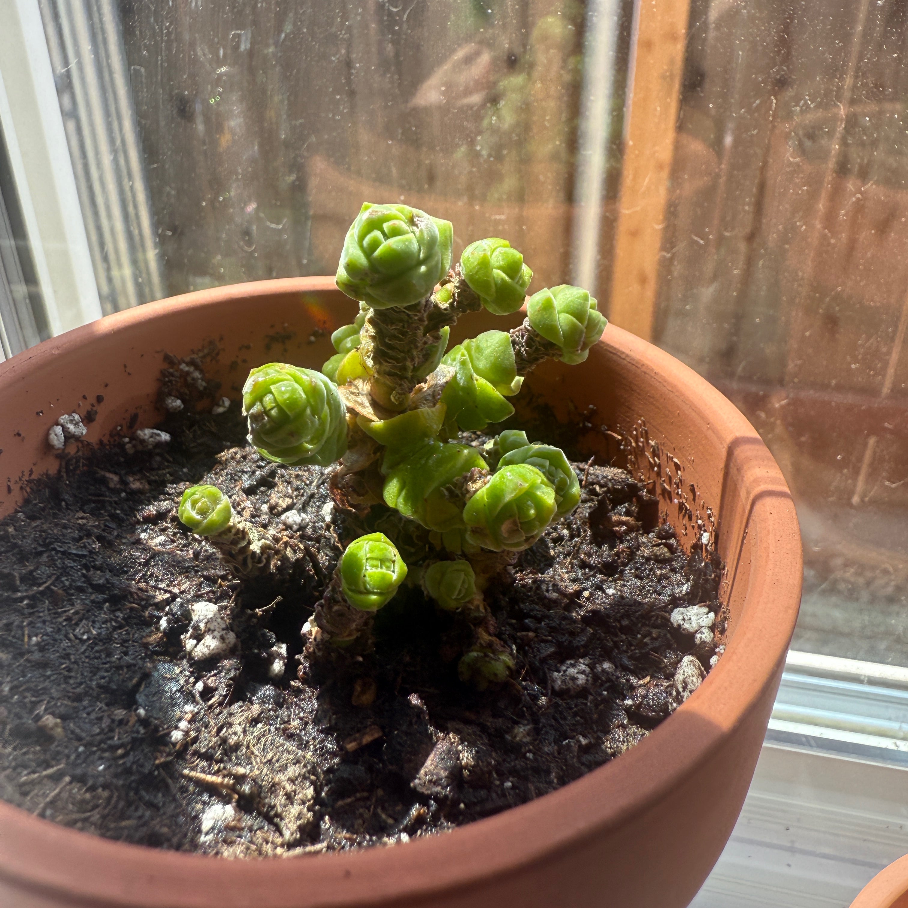 The Complete Crassula Columella Plant Care Guide: Water, Light & Beyond