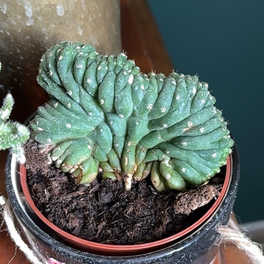 🦕 What Does It Mean When Dinosaur Back Plant Blooms?