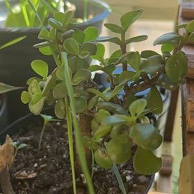 Huckleberry Fern | A plant by @PlenteousMaypop on Greg