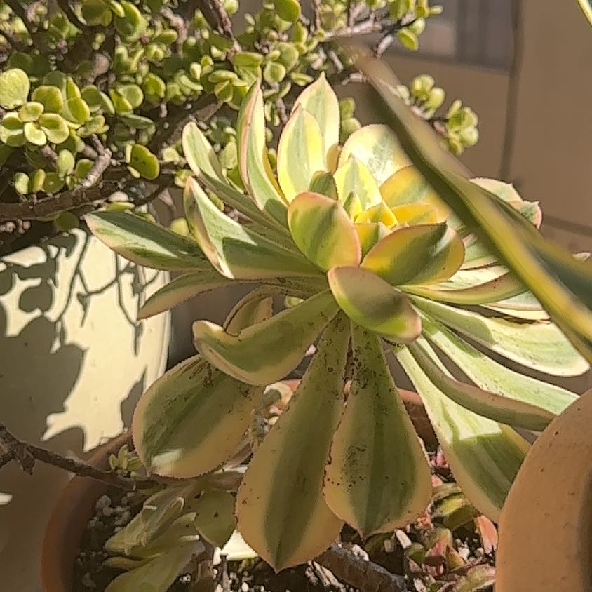 Sanders | A plant by @PlenteousMaypop on Greg