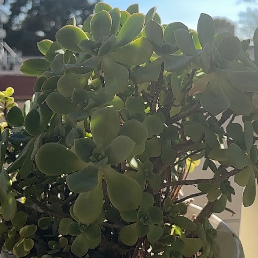 Marley | A plant by @PlenteousMaypop on Greg