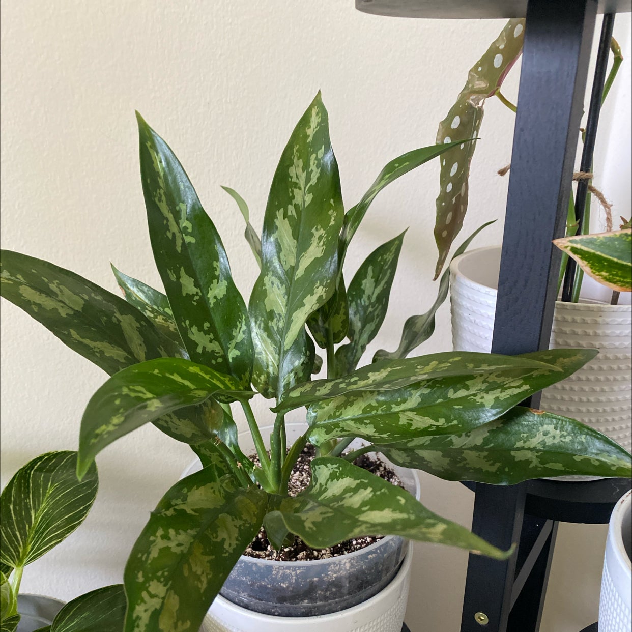 Best Soil for Aglaonema 'Emerald Beauty'