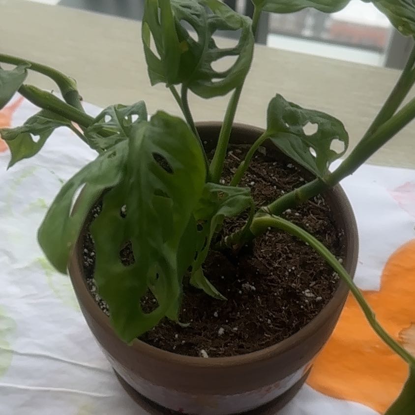 Homer | A plant by @UpfrontCoconut on Greg