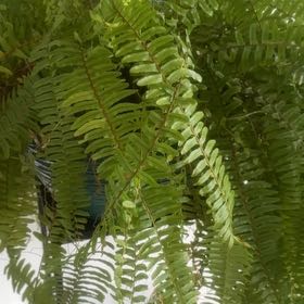 Gregarious | A plant by @UpfrontCoconut on Greg