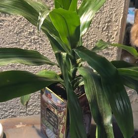 Marley | A plant by @ZippySilvertree on Greg