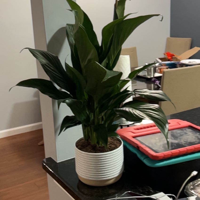 Emerson | A plant by @WhizSedumogon on Greg