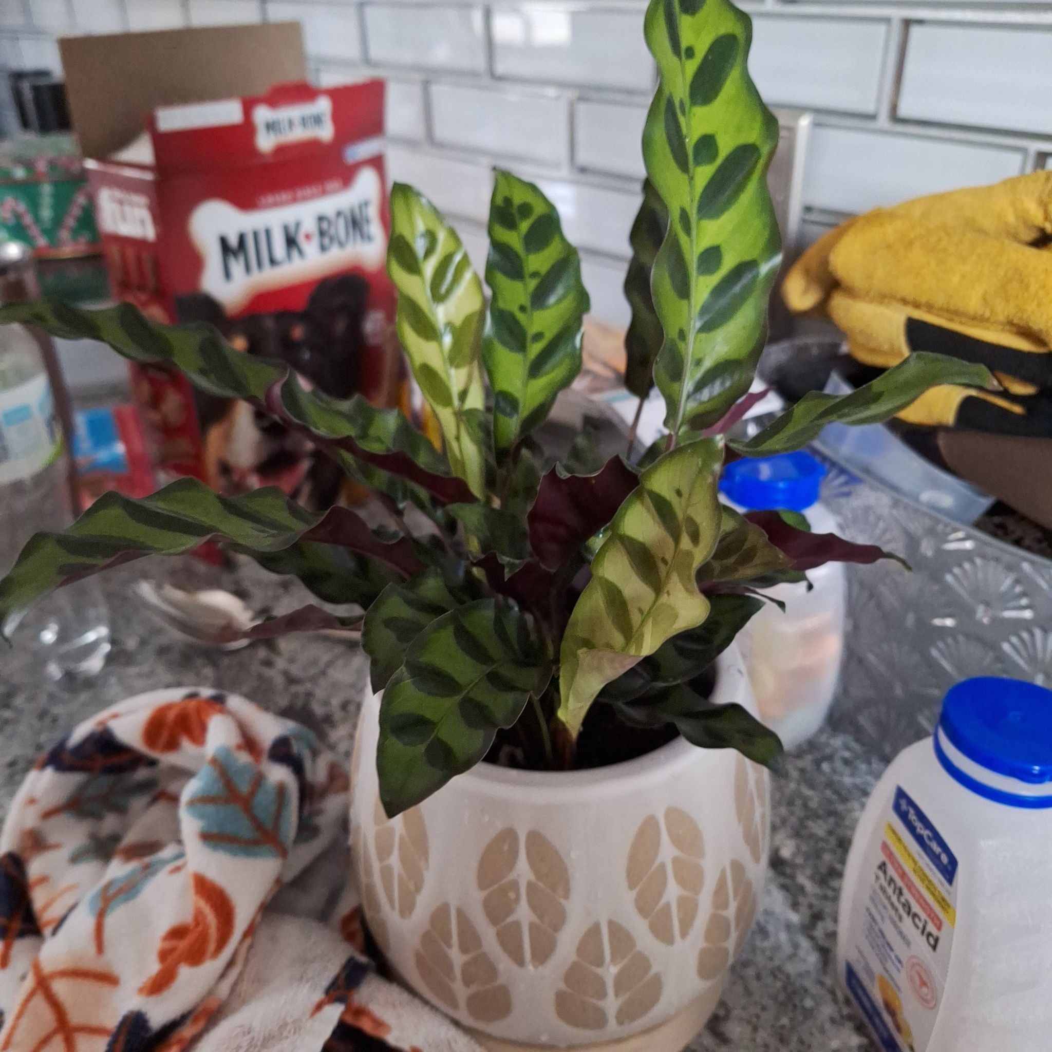 Marley | A plant by @SirCoffeetree on Greg