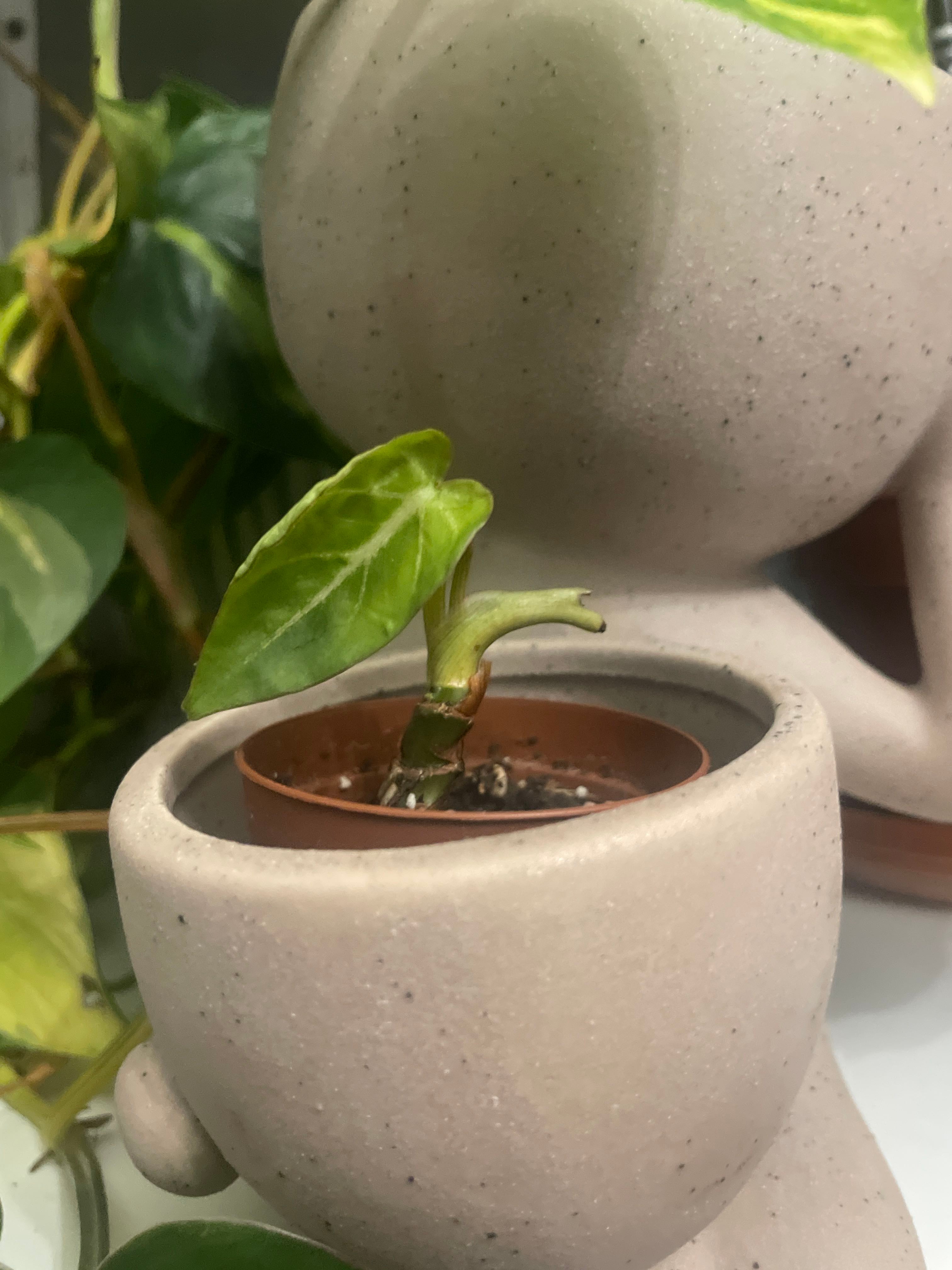 Linnaei Kunth: How Much Water & Light Does it Need to Thrive?