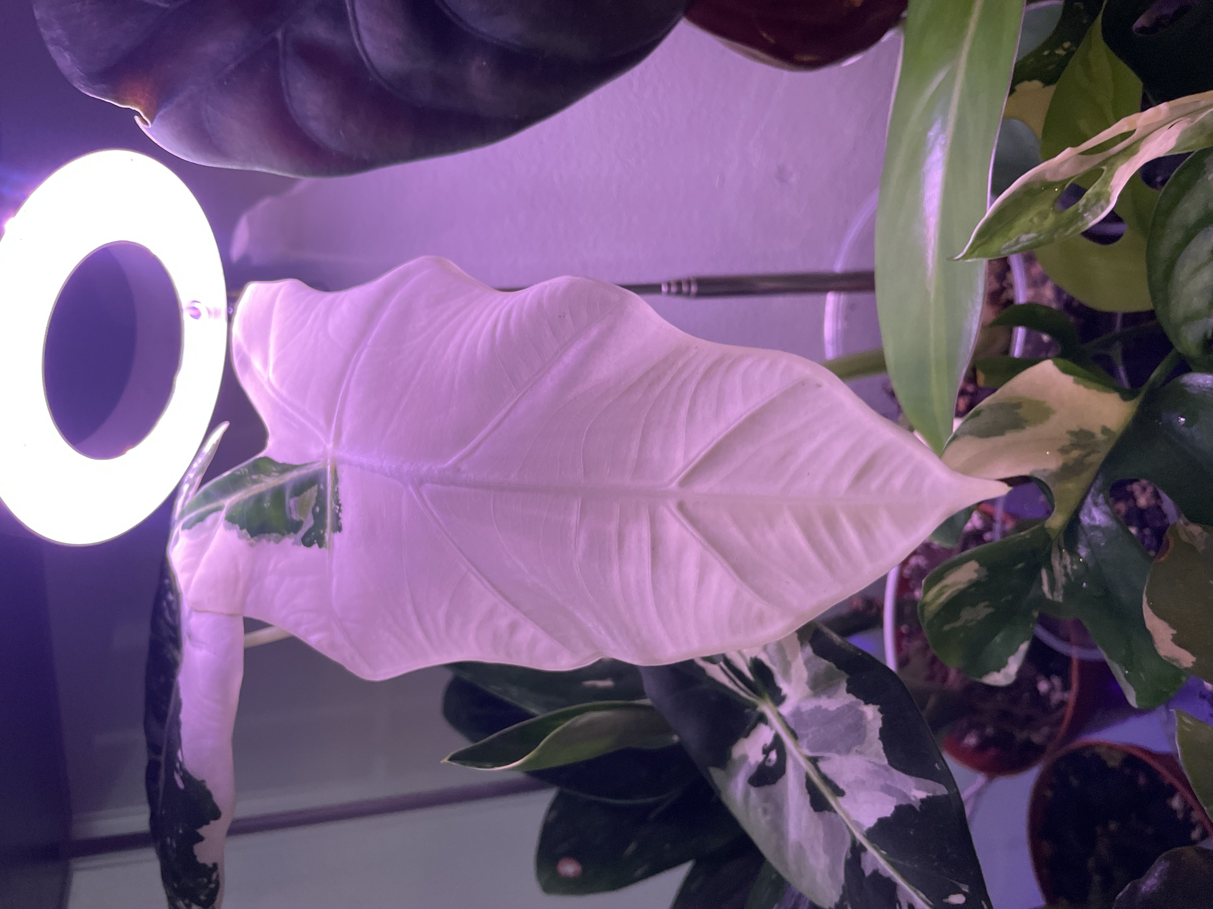 The Complete Alocasia 'Sumo' Elephant Ear Plant Care Guide: Water ...