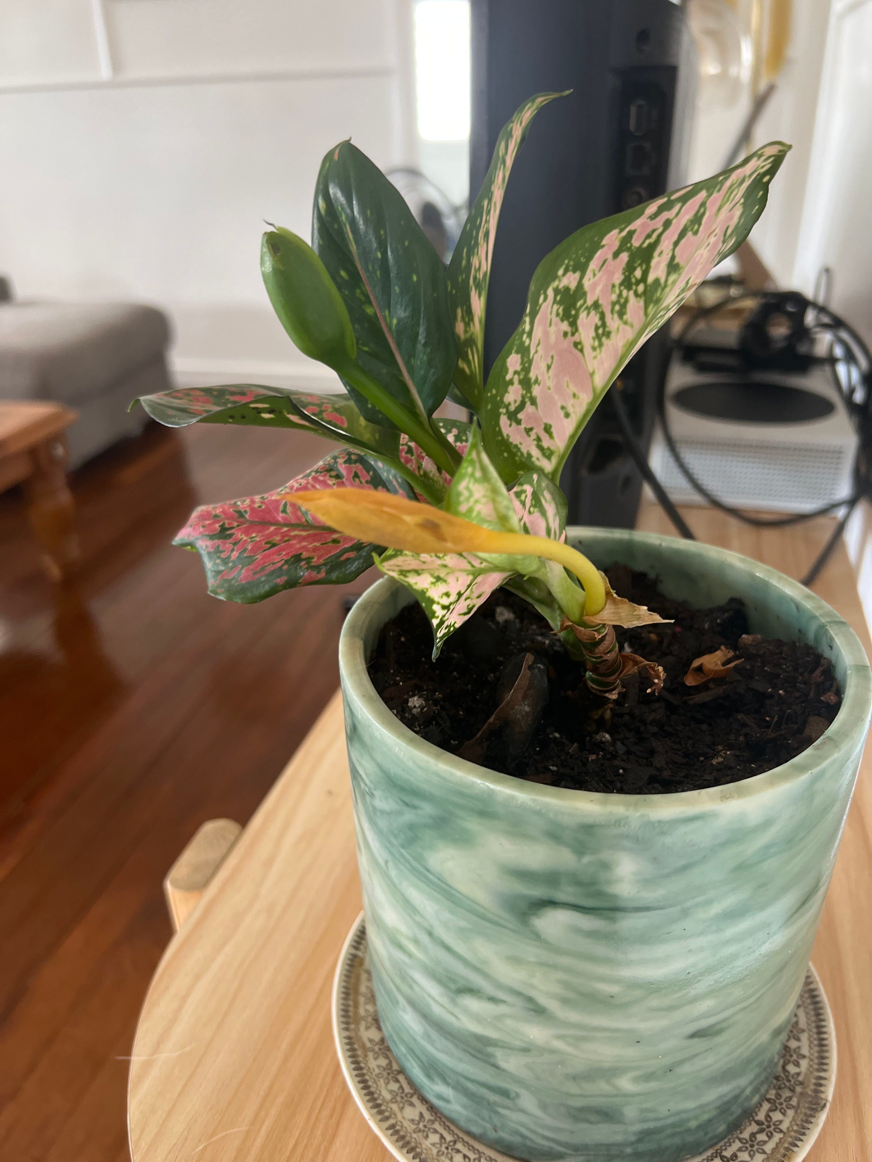 Why Are My Aglaonema 'Pink Splash' Leaves Mushy? 💧