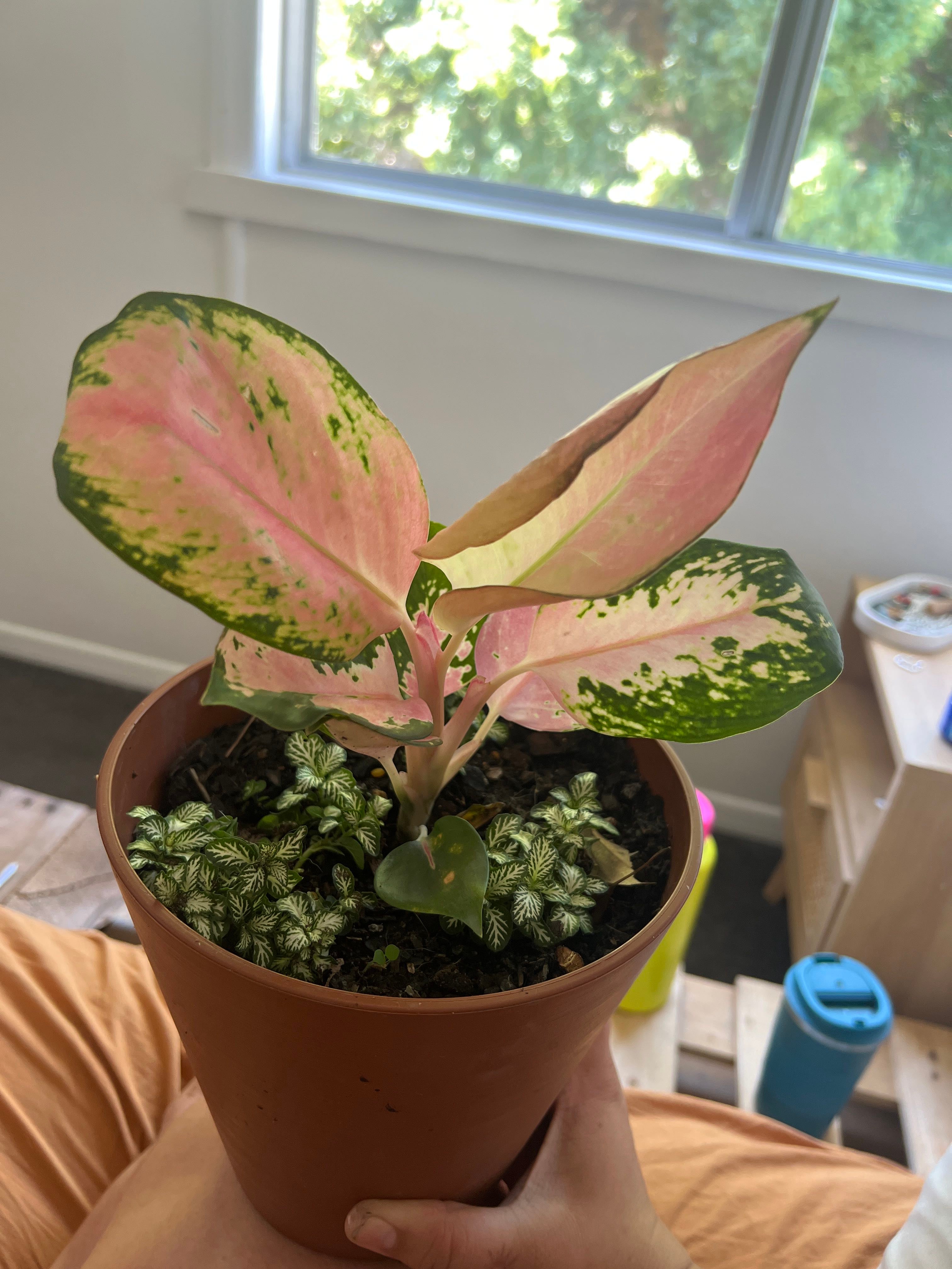 Why Are My Aglaonema 'Pink Splash' Leaves Mushy? 💧