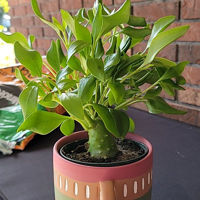 Maze Plant Plant Care: Water, Light, Nutrients | Greg App 🌱
