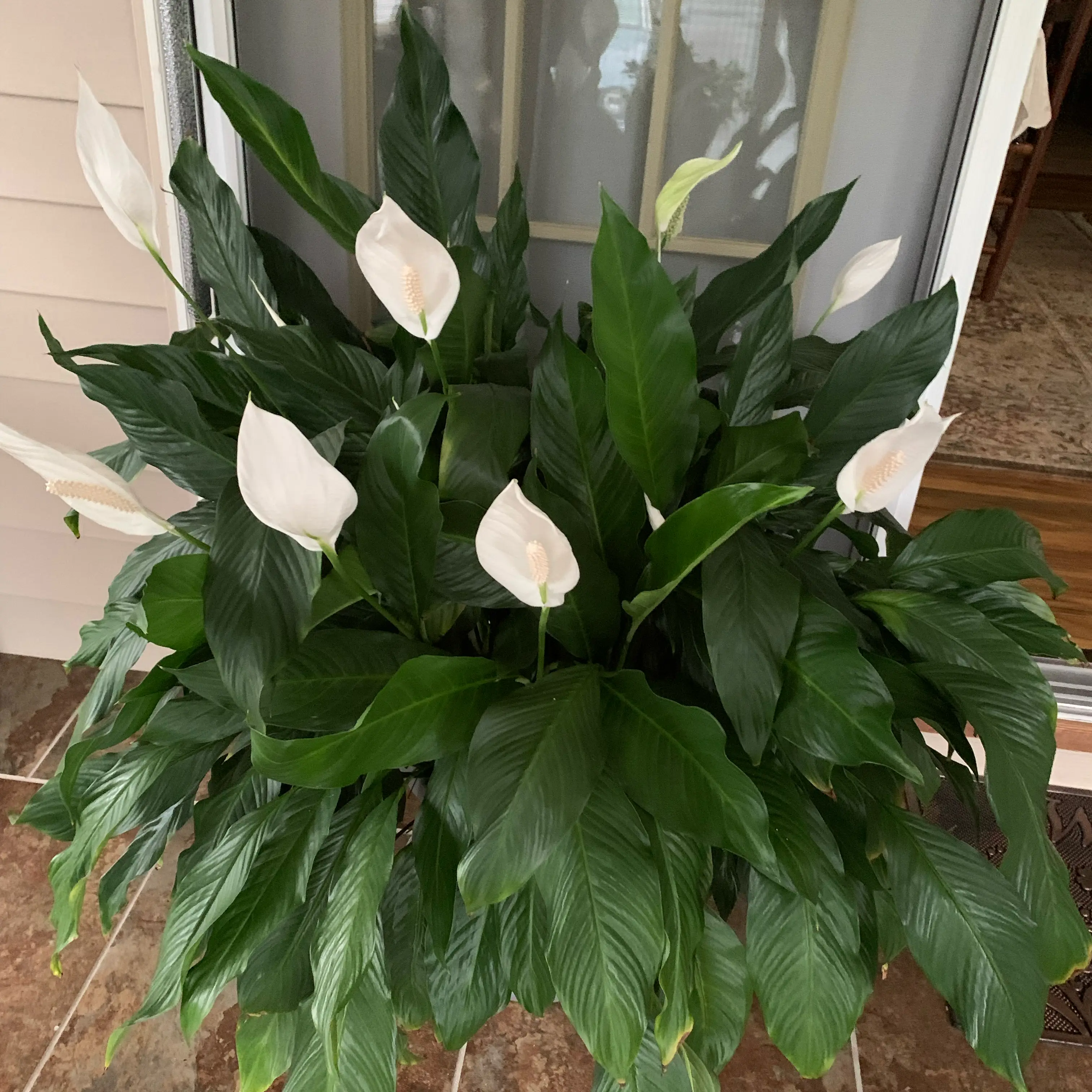 Kenneth | A plant by @CourtlyKingfern on Greg