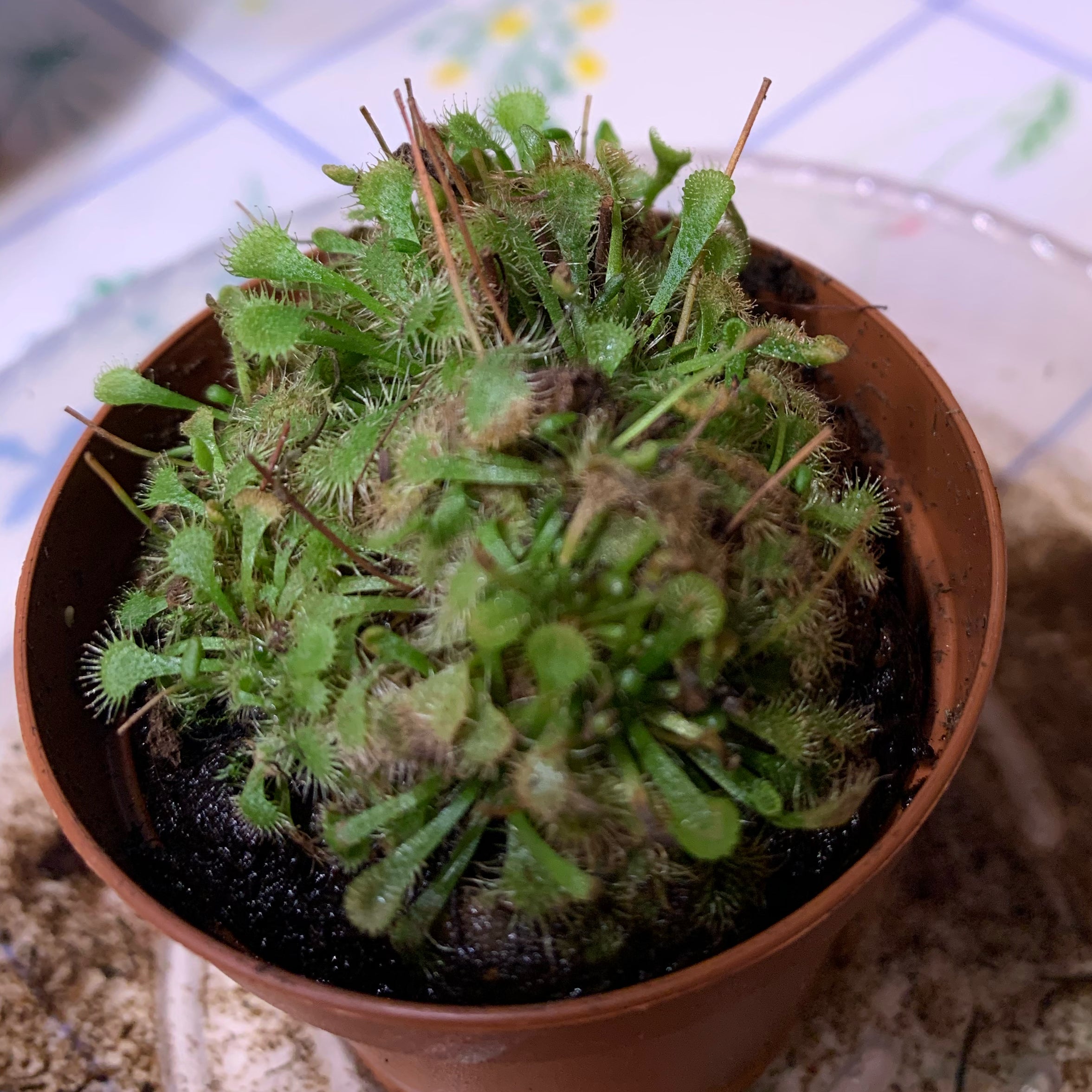 The Complete Common Sundew Plant Care Guide: Water, Light & Beyond