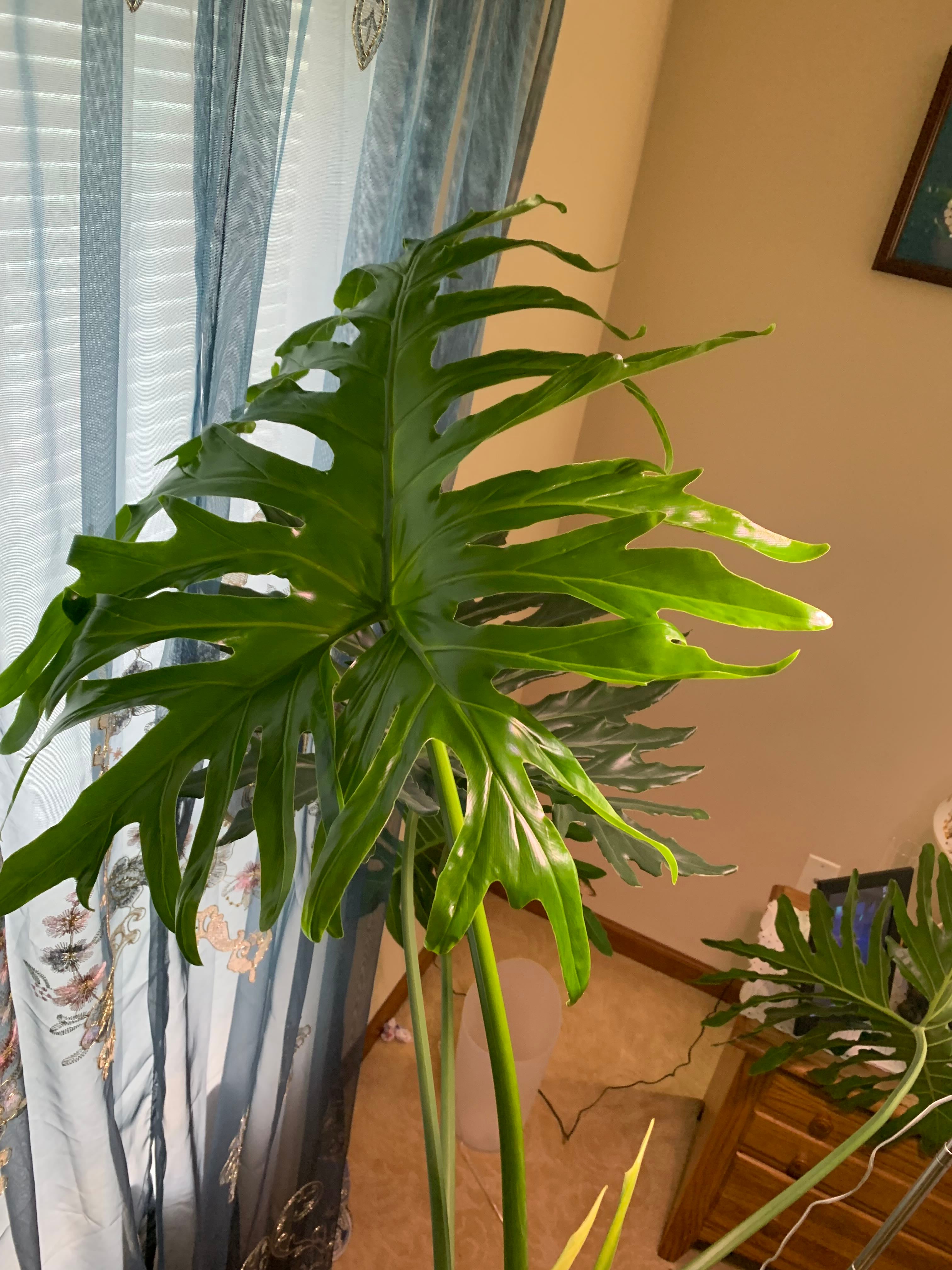 Keep Your Rudolph Philodendron Alive: Light, Water & Care Instructions