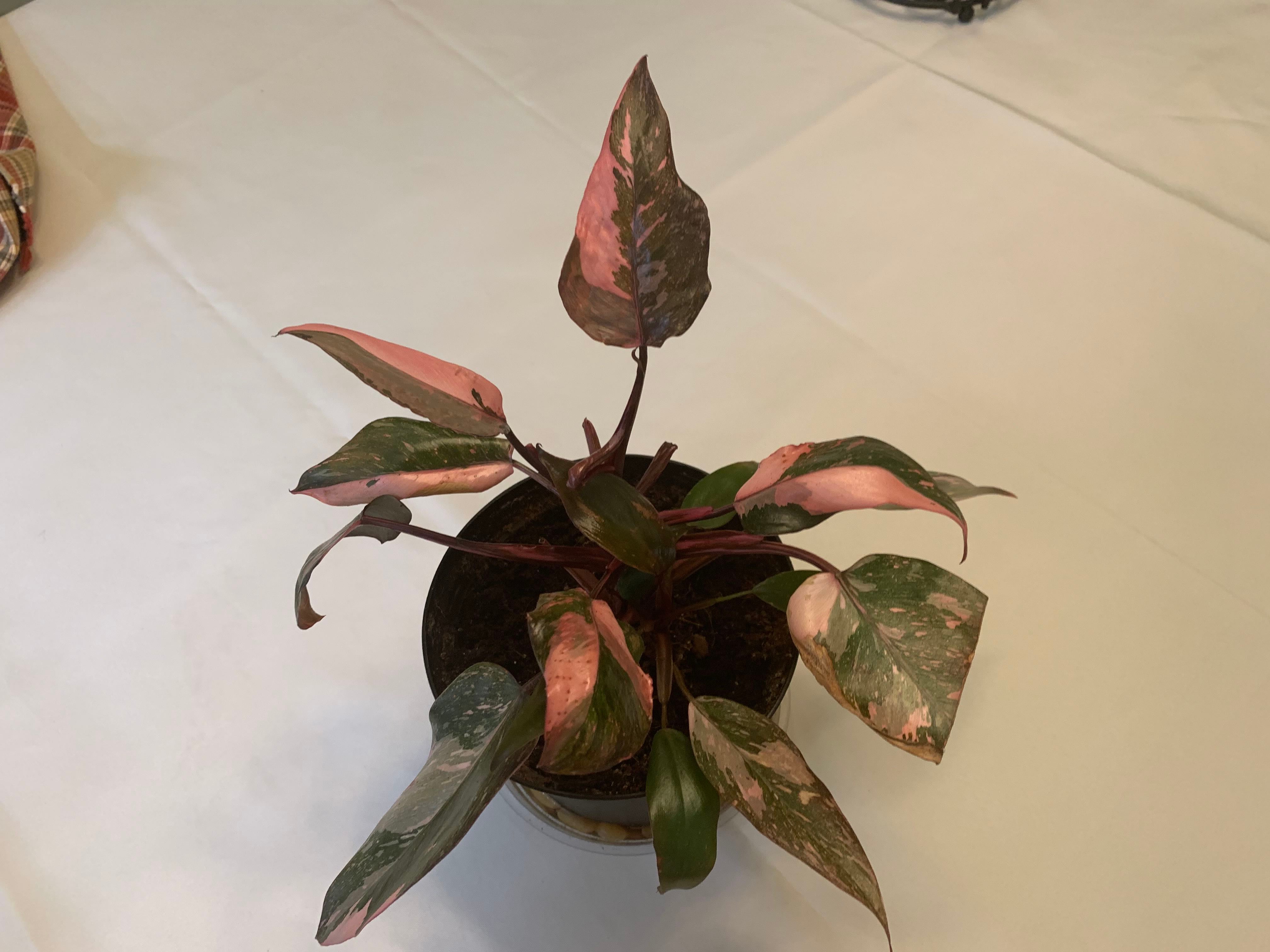 Philodendron Red Diamond Plant Care: Water, Light, Nutrients | Greg App 🌱