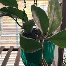 Queen Judy | A plant by @CourtlyKingfern on Greg