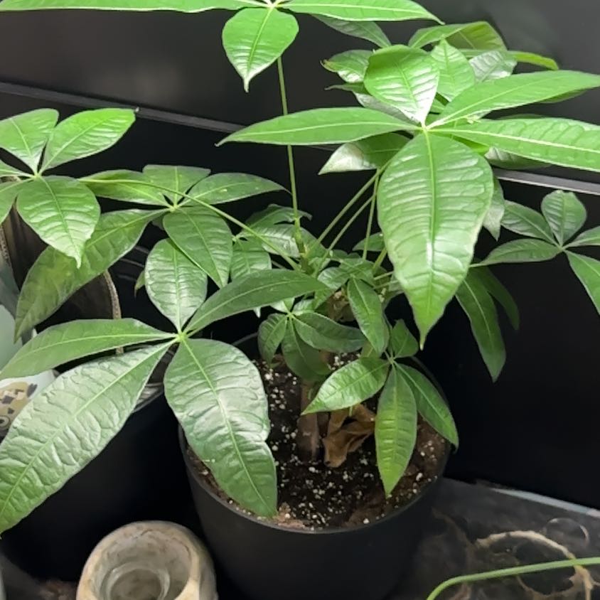 Tree Diddy | A plant by @AvidBluebill on Greg