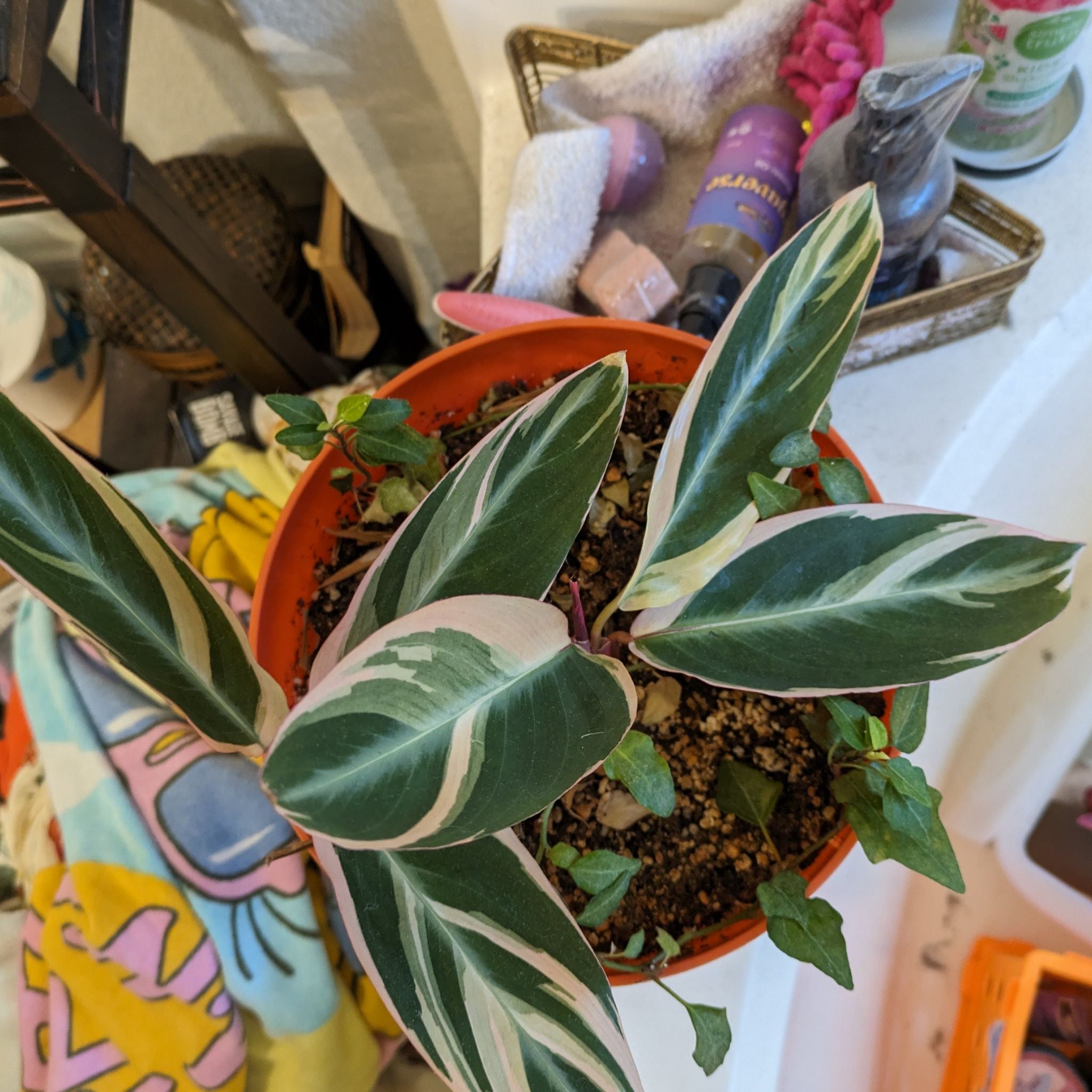 Nemo | A plant by @PiousBrushbox on Greg