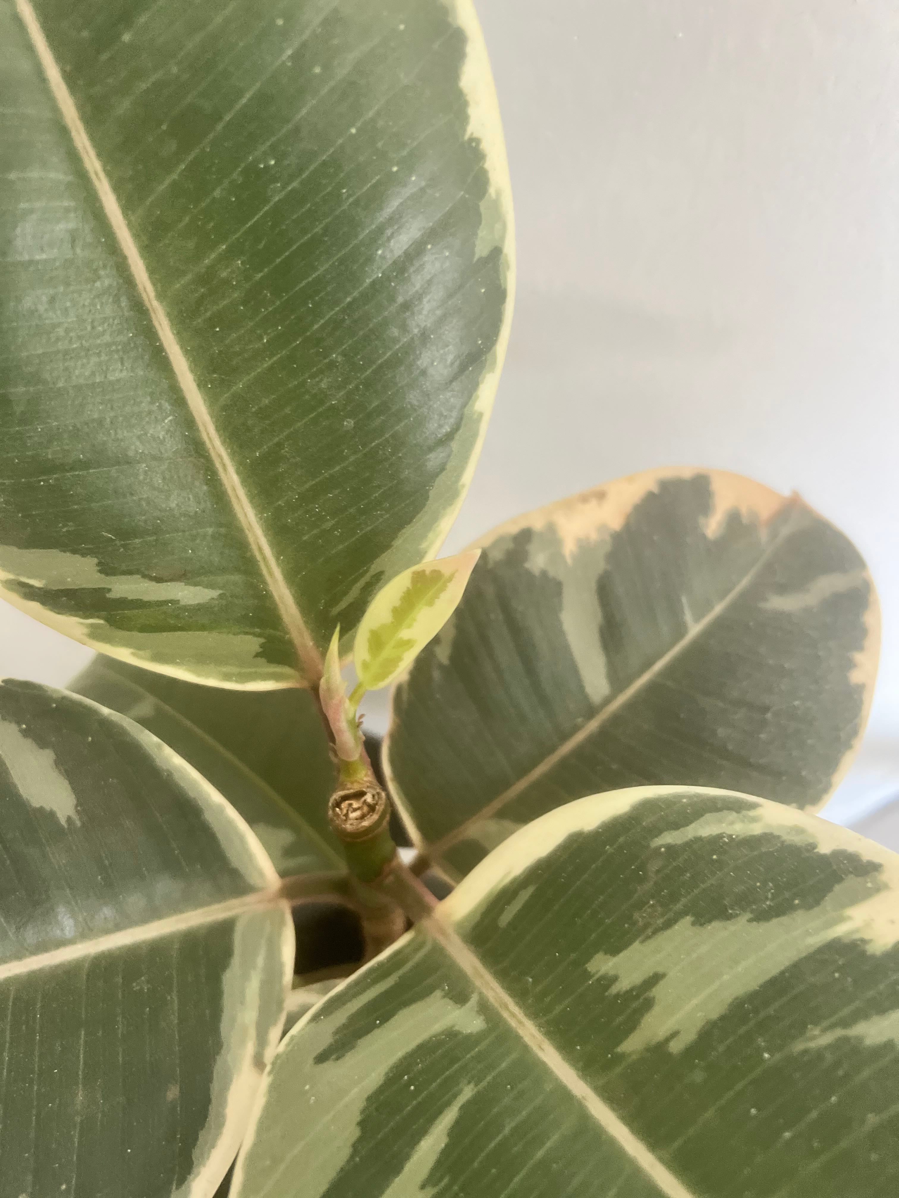 shortleaf fig Plant Care: Water, Light, Nutrients | Greg App 🌱