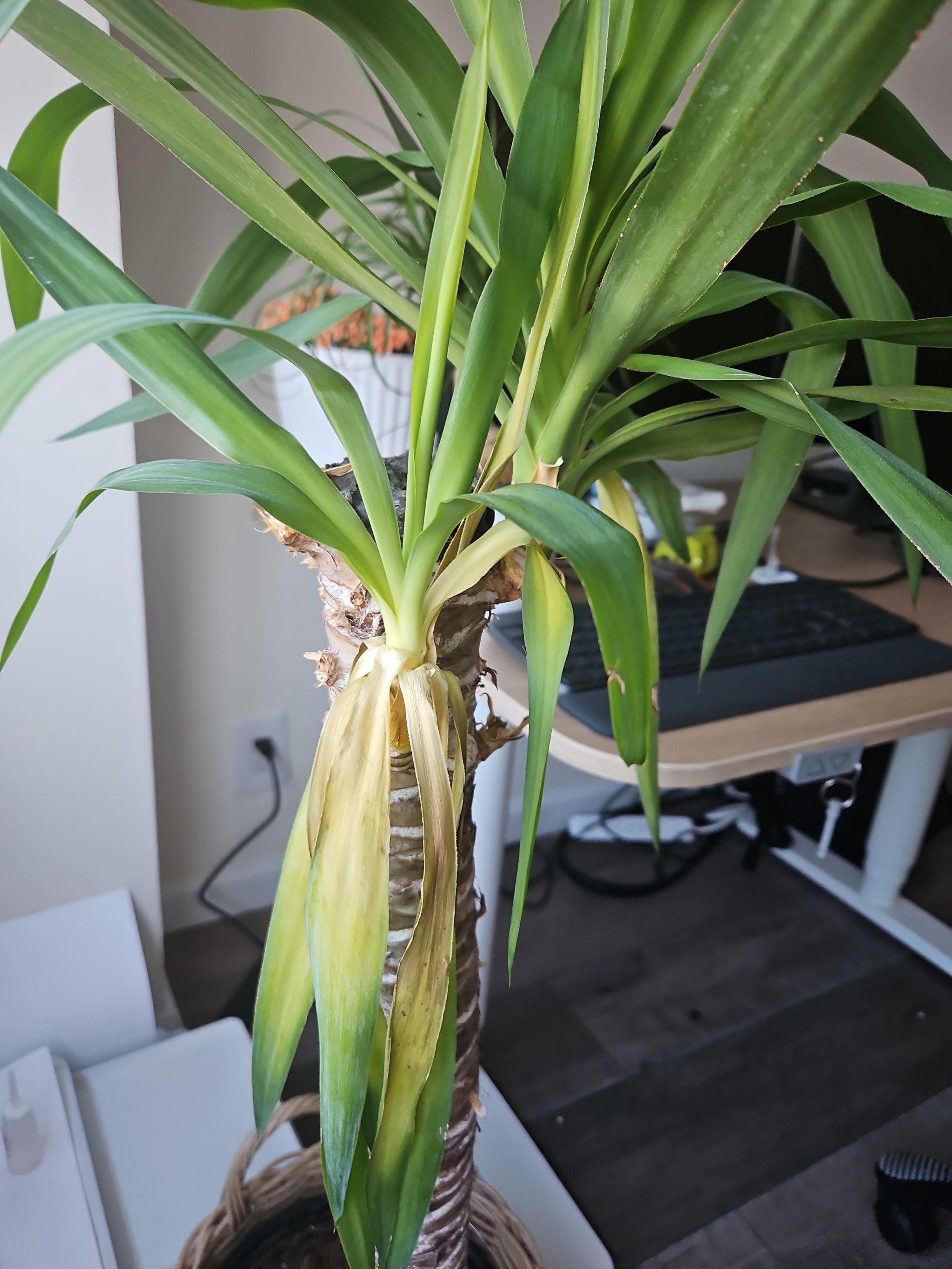 Why Are There Brown Spots on My Blue-Stem Yucca Leaves?