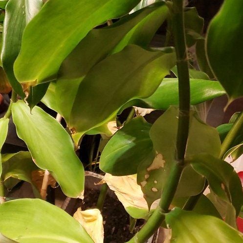 Captain Plant-it | A plant by @FieryCliantro on Greg