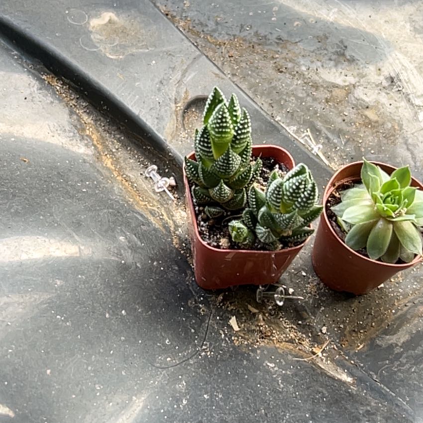 Dax | A plant by @GladCrassula on Greg