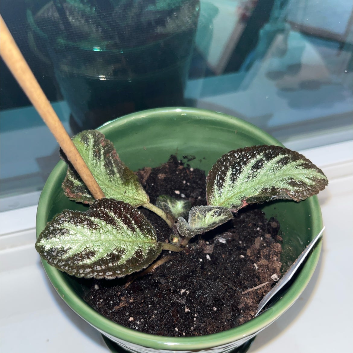 🌞 Light Requirements For Your Episcia lilacina by Season