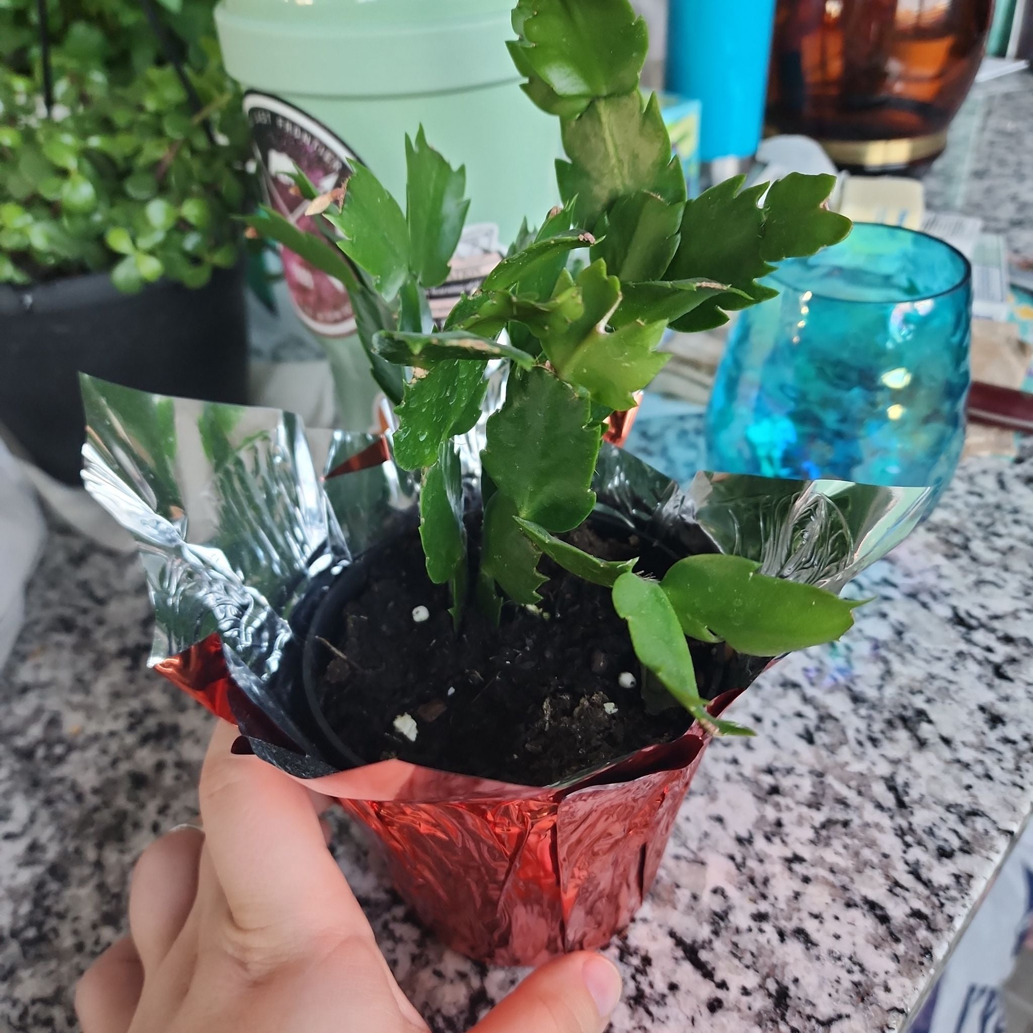 Leaf Erickson | A plant by @PlantSavers on Greg